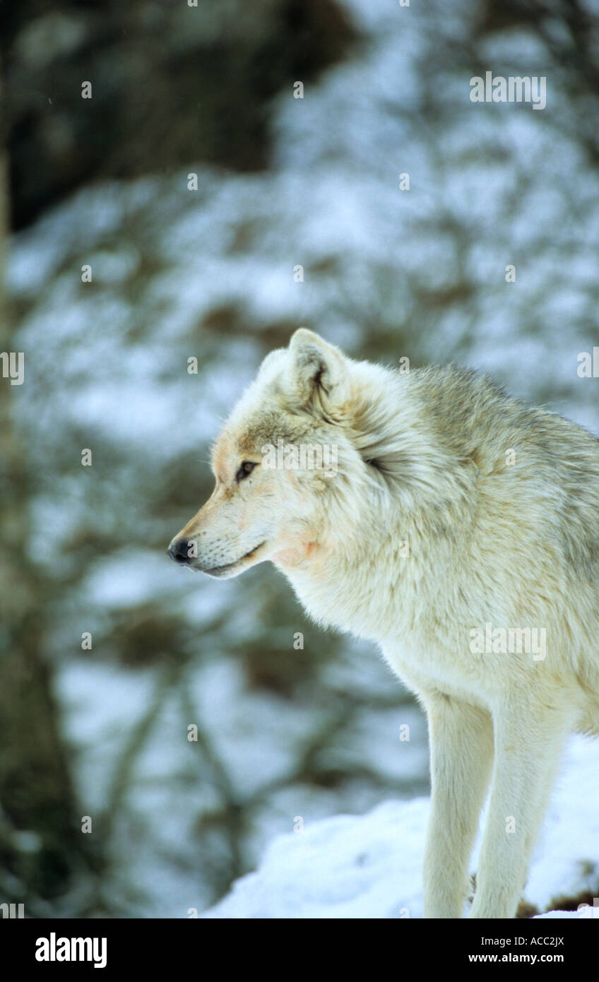 European Wolf Canis lupus standing in the snow in winter Stock Photo ...