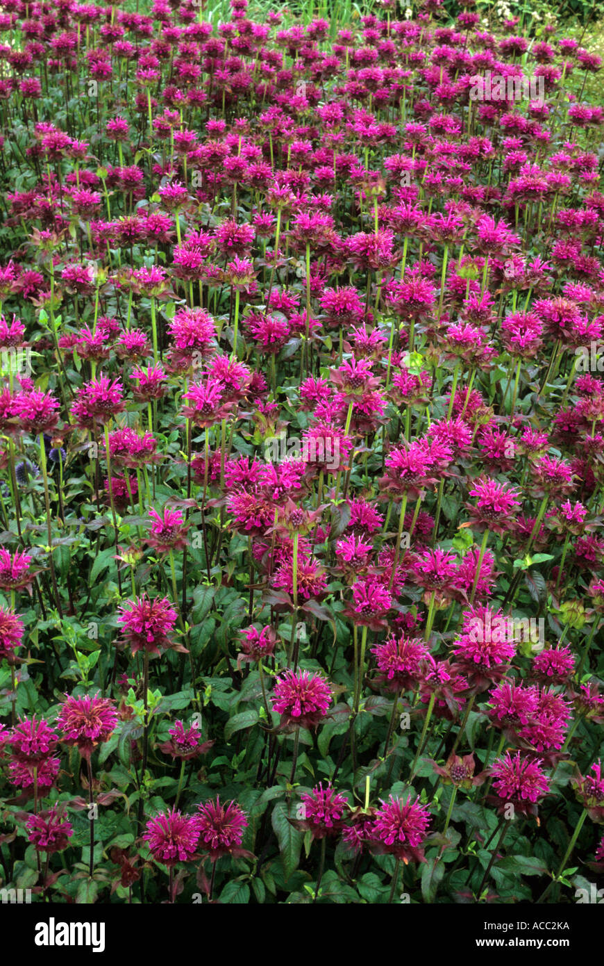 Monarda scorpion hi-res stock photography and images - Alamy
