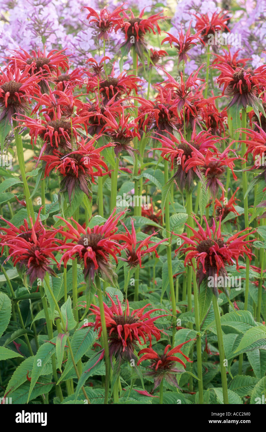 Squaw flower hi-res stock photography and images - Alamy