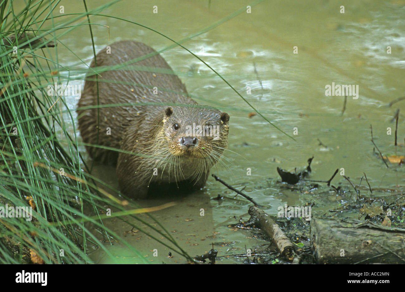 Otter Lutra lutra standing in shallow water in England UK with eye ...