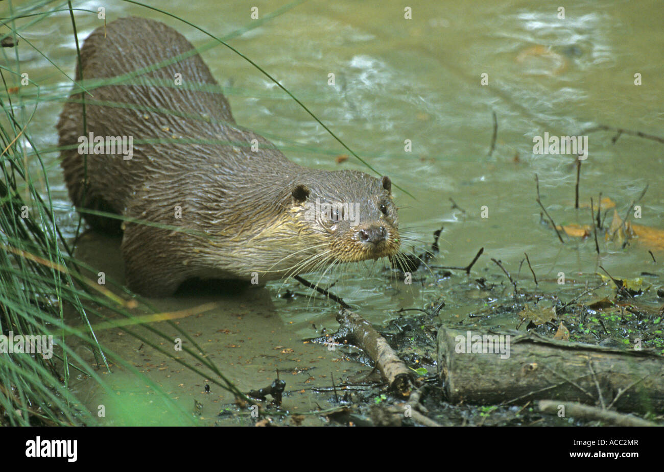 Otter Lutra lutra standing in shallow water in England UK with eye ...