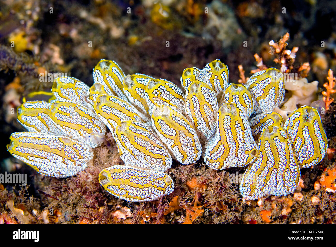 Magnificent Ascidian, Botrylloides magnicoecum Stock Photo - Alamy