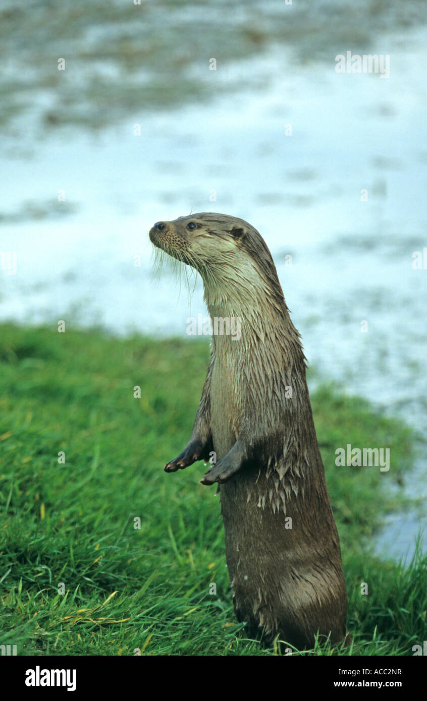 Otter Lutra lutra standing upright on its hind legs by the side of the ...