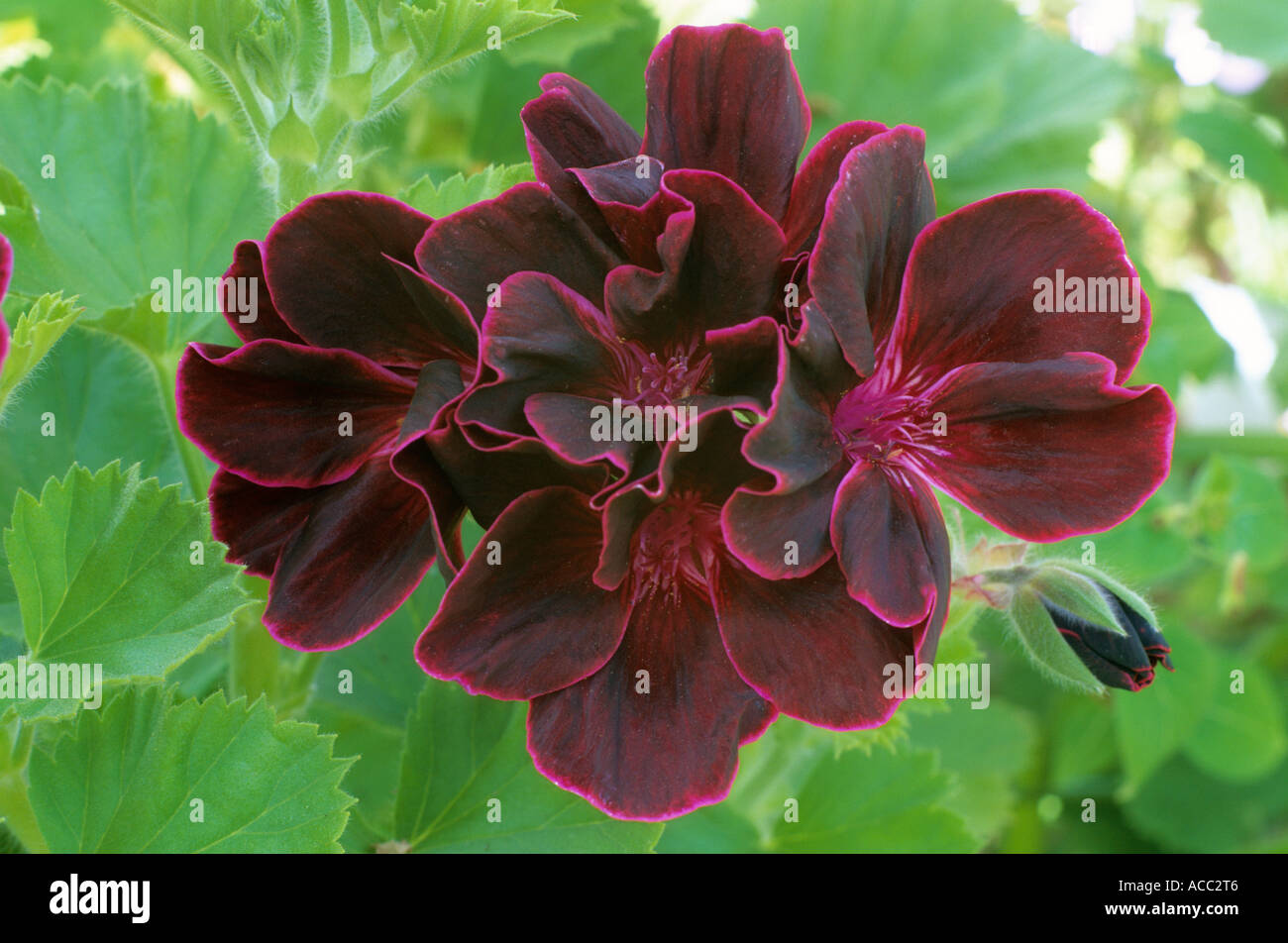 Pelargonium Lord Bute regal Stock Photo - Alamy