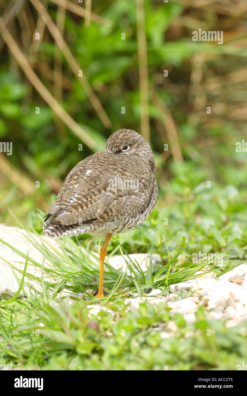 Redshank standing on one leg hi-res stock photography and images - Alamy