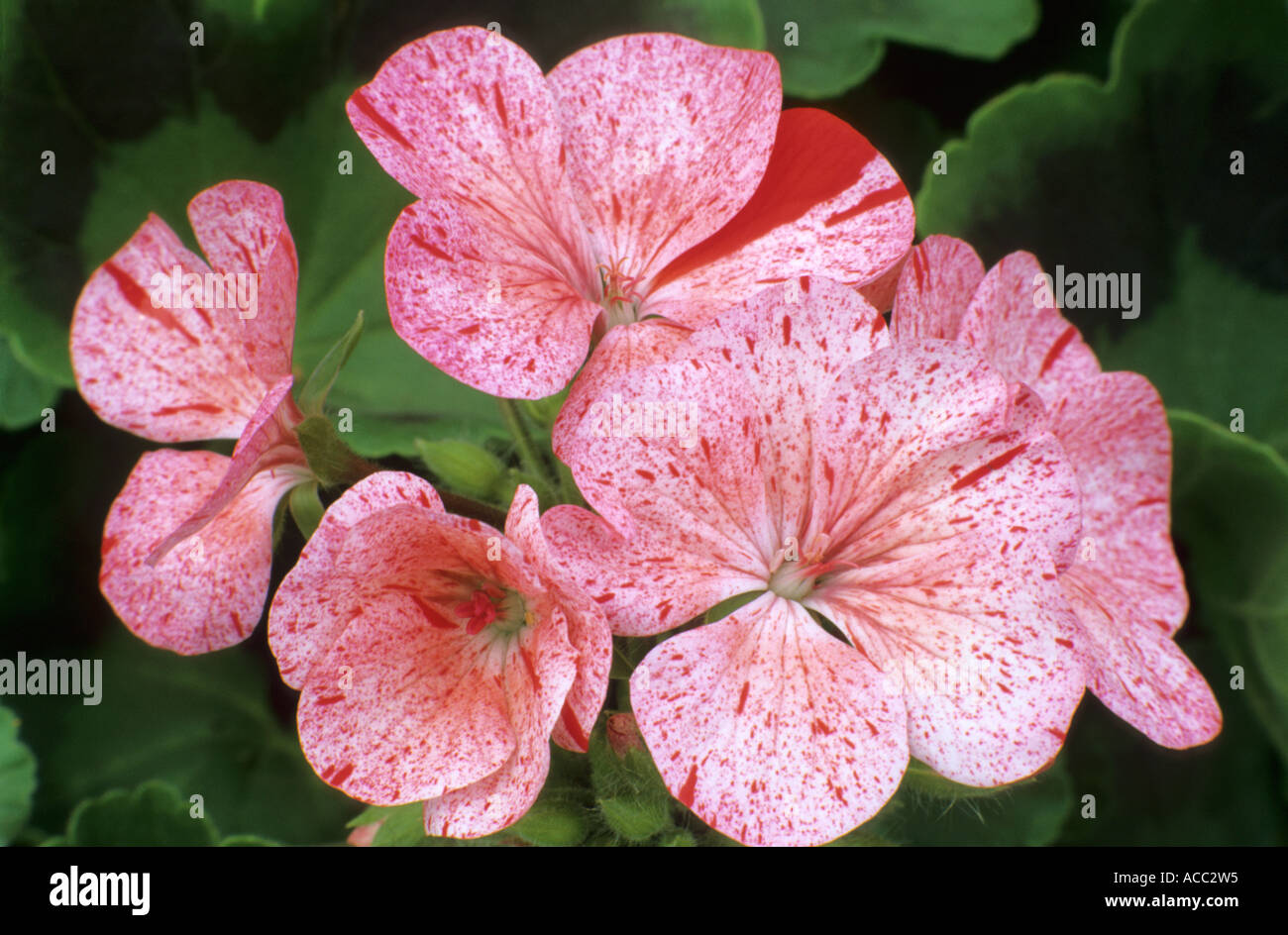 Angel pelargonium hi-res stock photography and images - Alamy