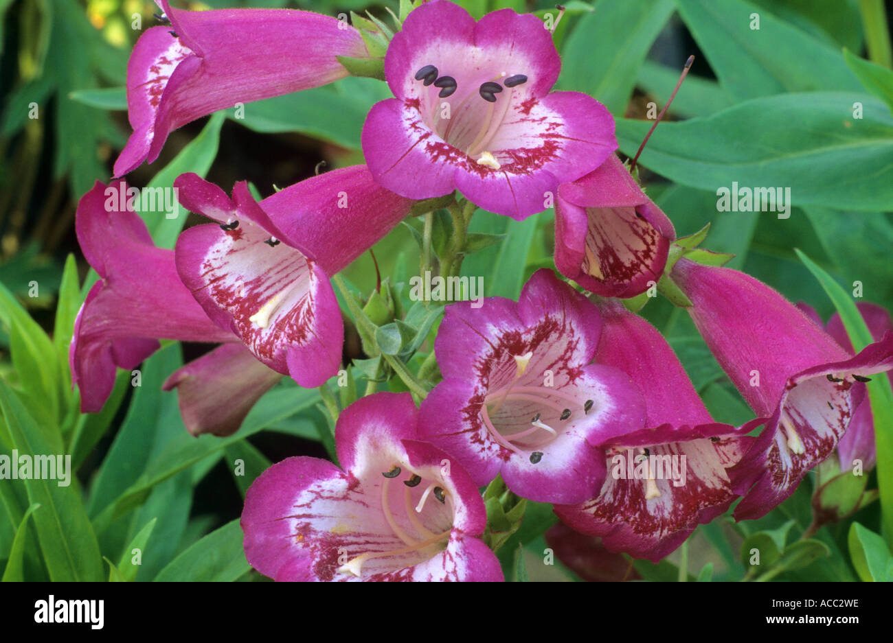 Comberton hi-res stock photography and images - Alamy