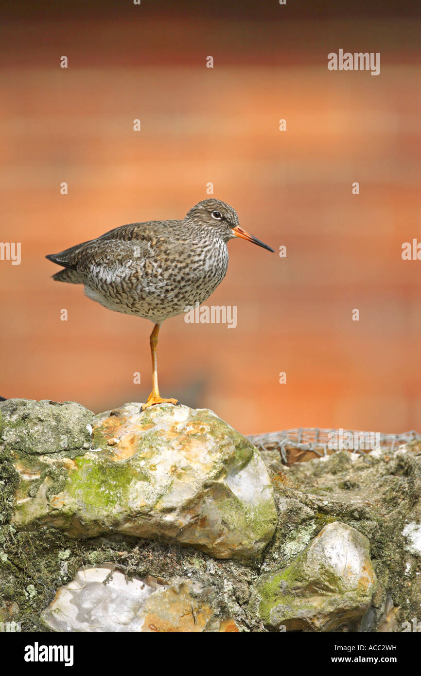 Redshank Tringa totanus standing on one leg on a lichen covered stone ...