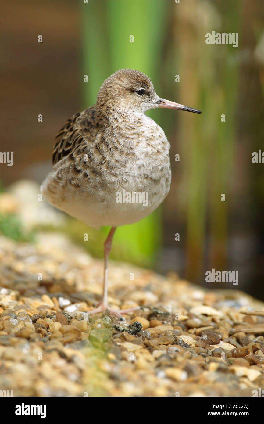 Redshank Tringa totanus standing on one leg on a sandbank in Norfolk ...