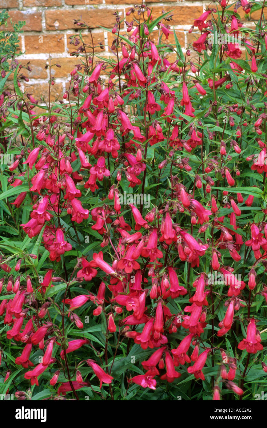 Penstemon 'Firebird' syn. P. 'Schoenholzeri', red flower, garden plant ...