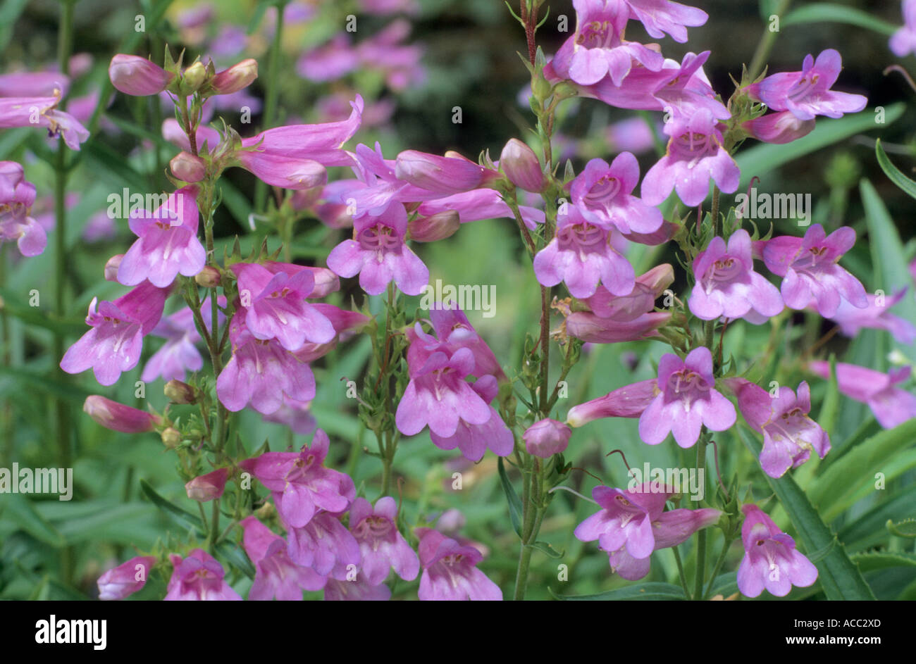 Penstemon 'Margery Fish' Stock Photo - Alamy