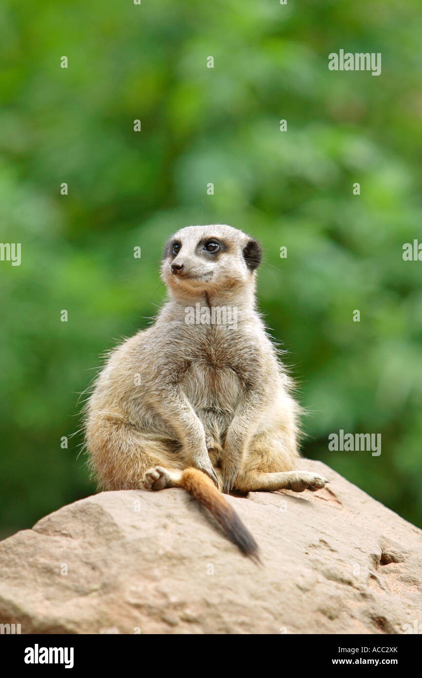 Meerkat Suricata suricatta sitting upright on its hind legs on a mound ...