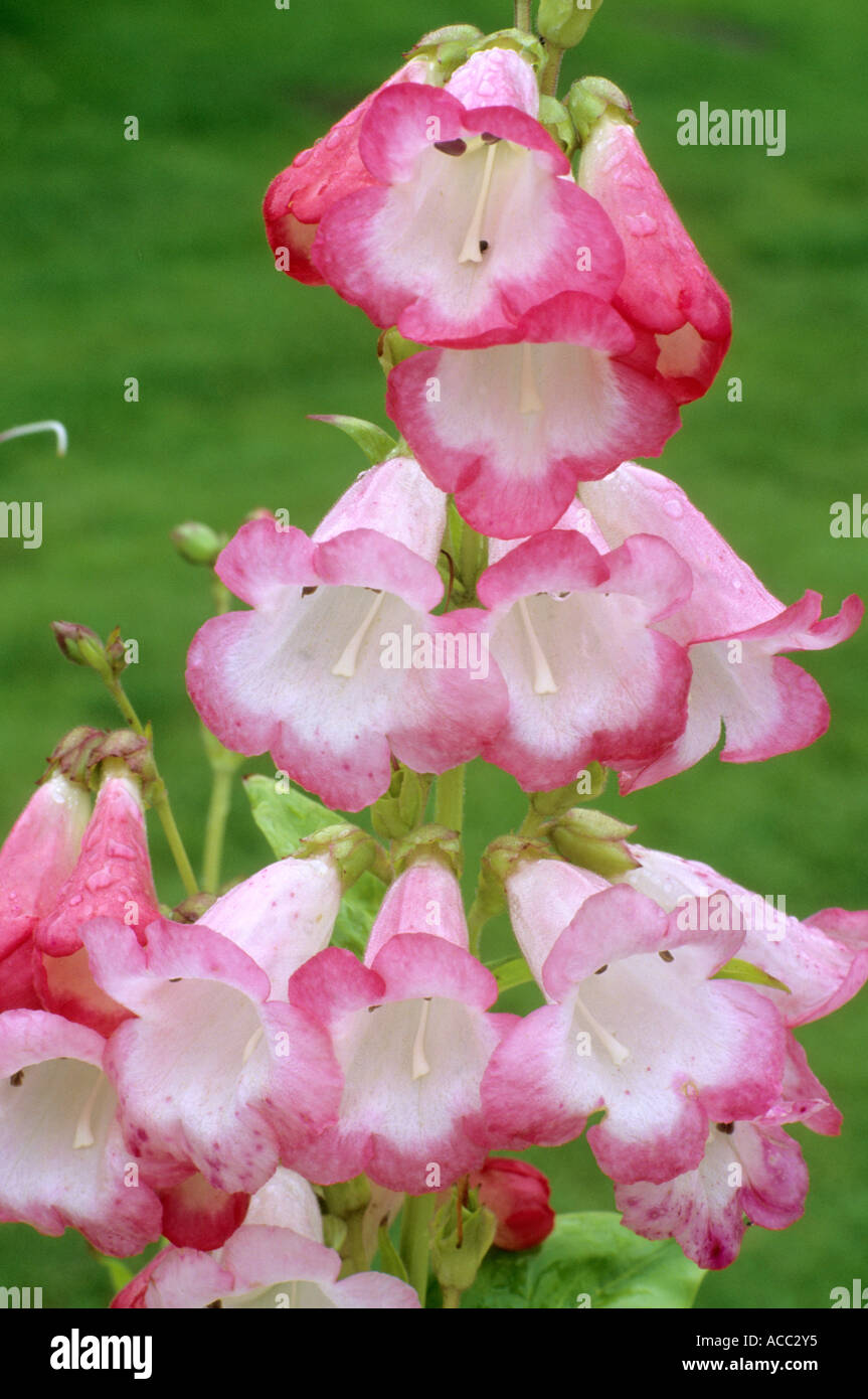Penstemon osprey hi-res stock photography and images - Alamy