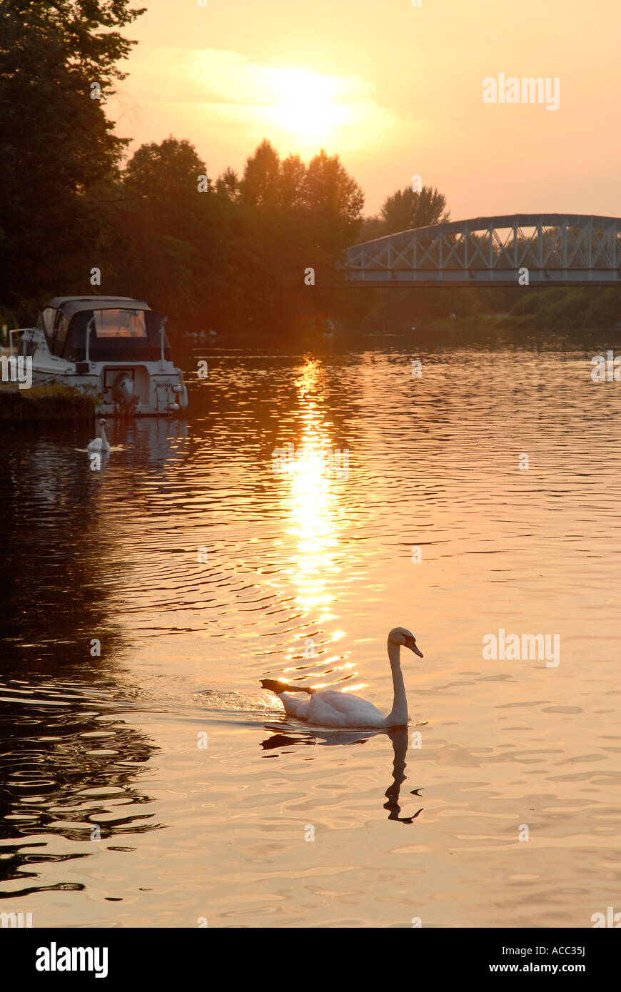 Swan on thames hi-res stock photography and images - Alamy