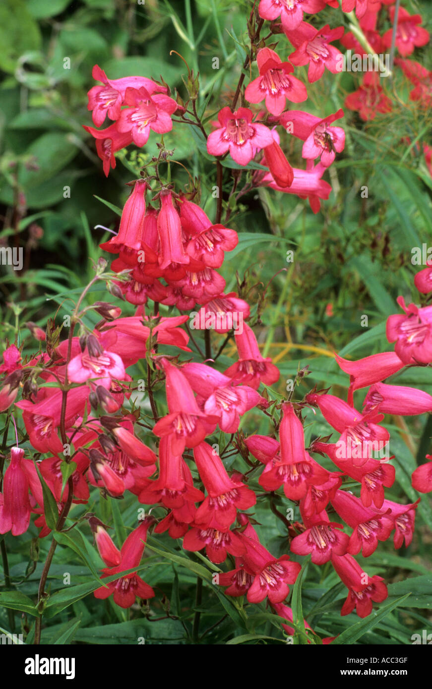 Penstemon 'Firebird' syn. P. 'Schoenholzeri', red flower, garden plant ...