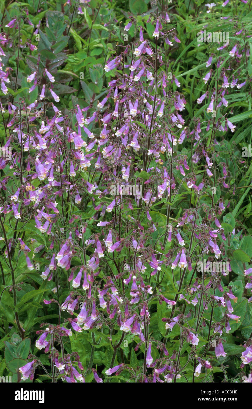 Penstemon hirsutus hi-res stock photography and images - Alamy
