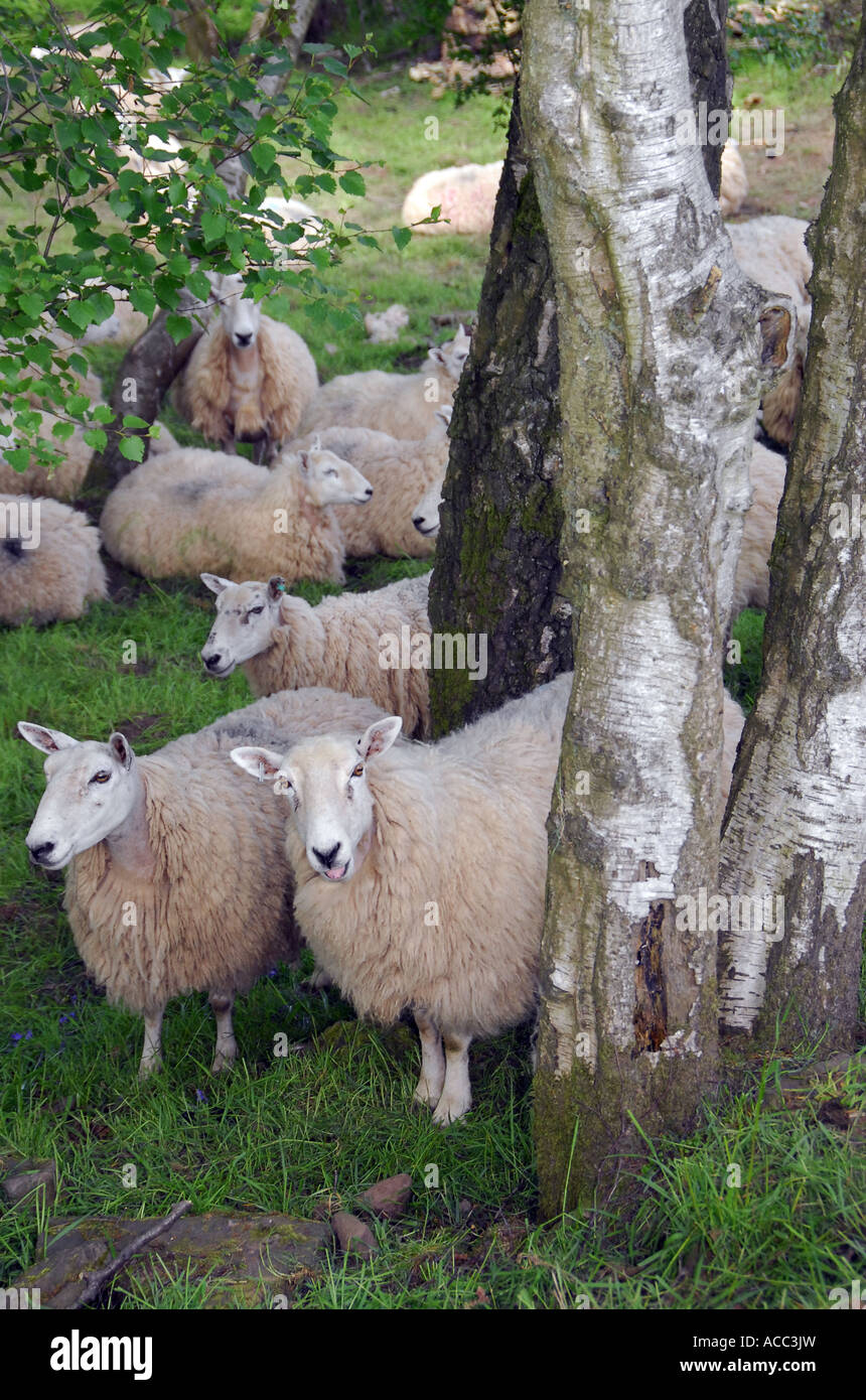 Welsh mule sheep flock grazing in silver birch orchard Stock Photo - Alamy