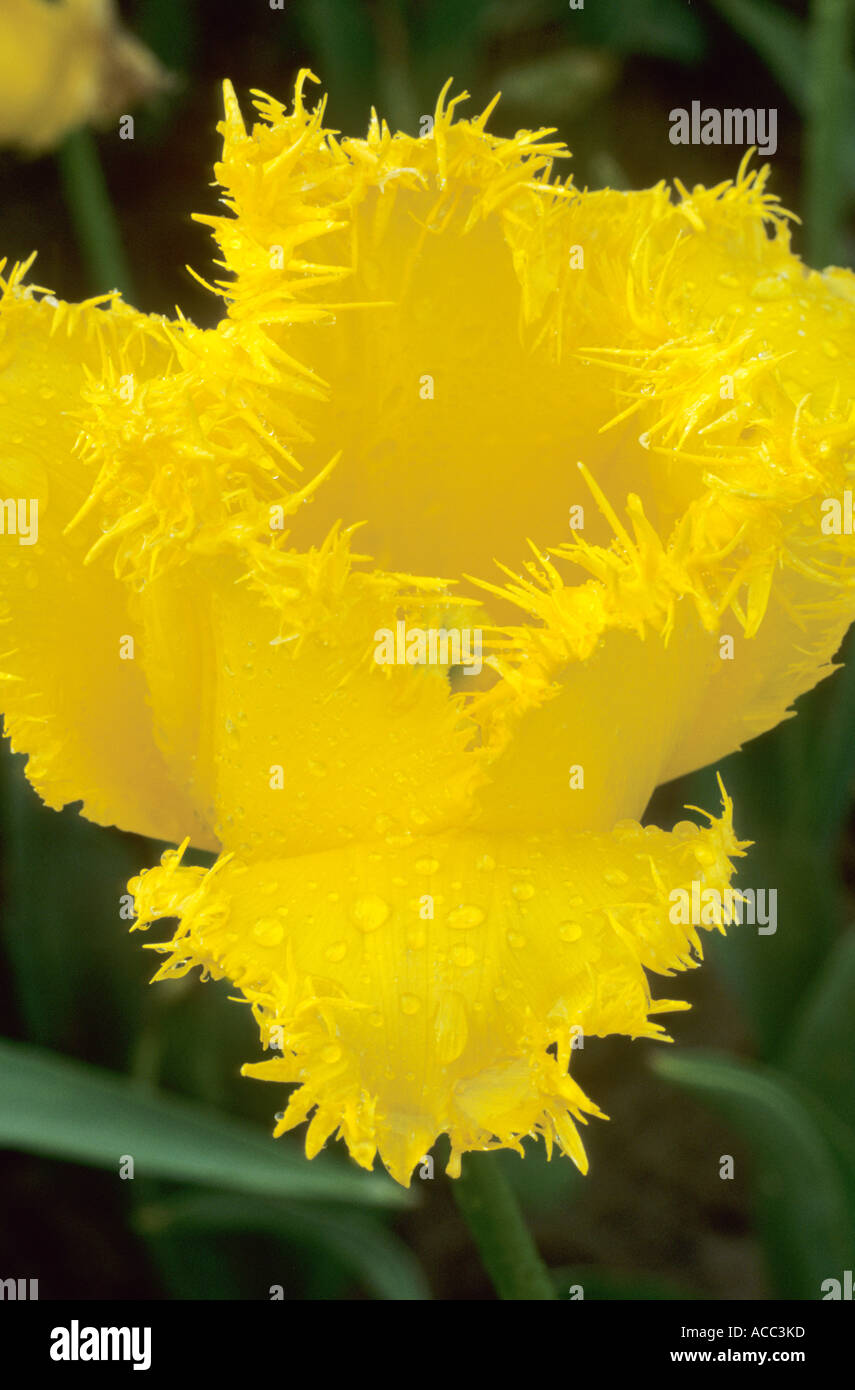Tulip hamilton hi-res stock photography and images - Alamy