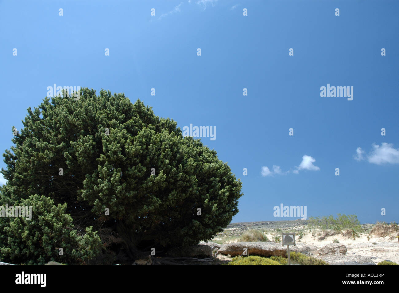 Prickly Juniper Juniperus oxycedrus on Small island Elafonissi near ...