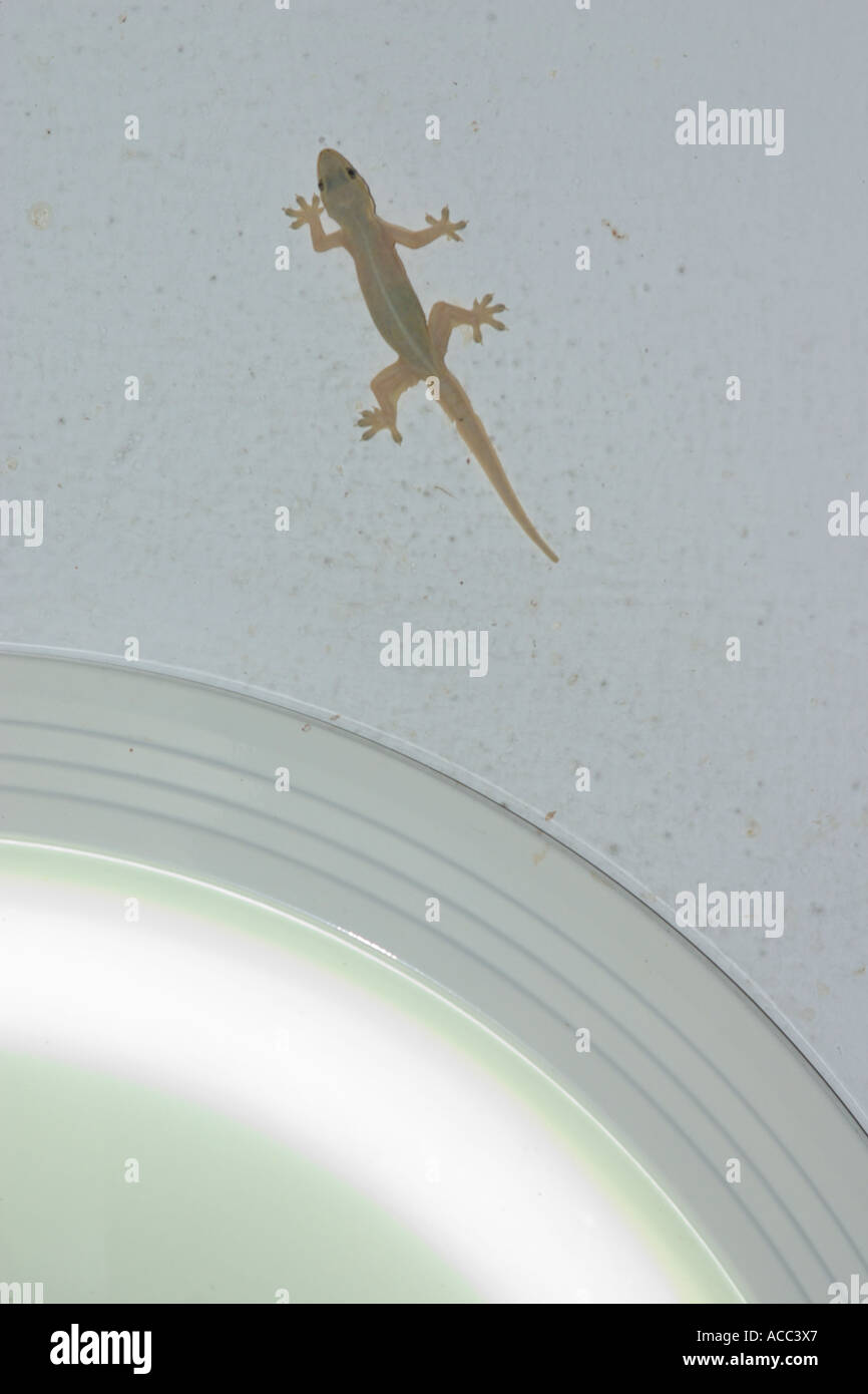 lizard near fluorescent light Stock Photo - Alamy