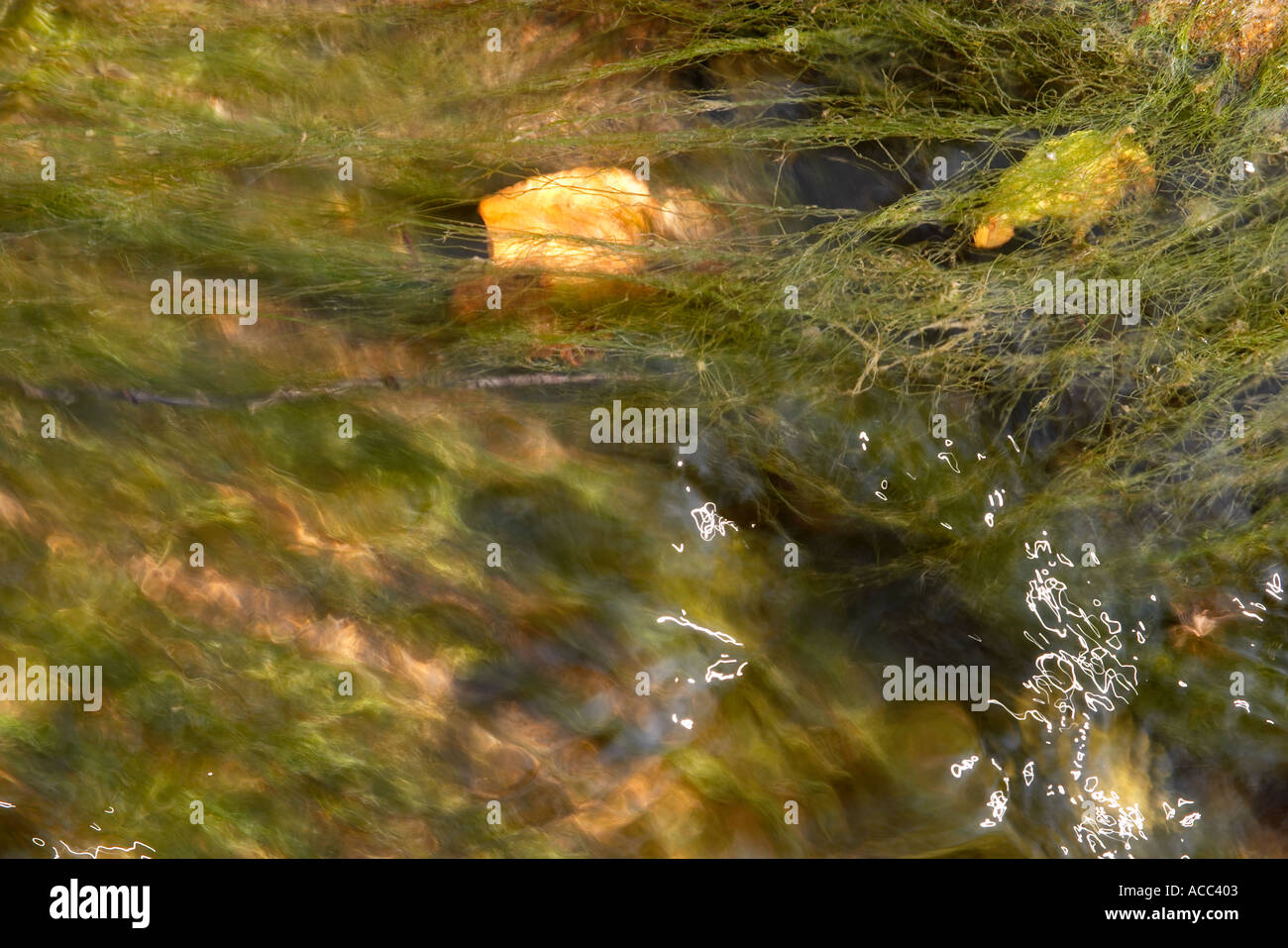 Bubbly green algae hi-res stock photography and images - Alamy