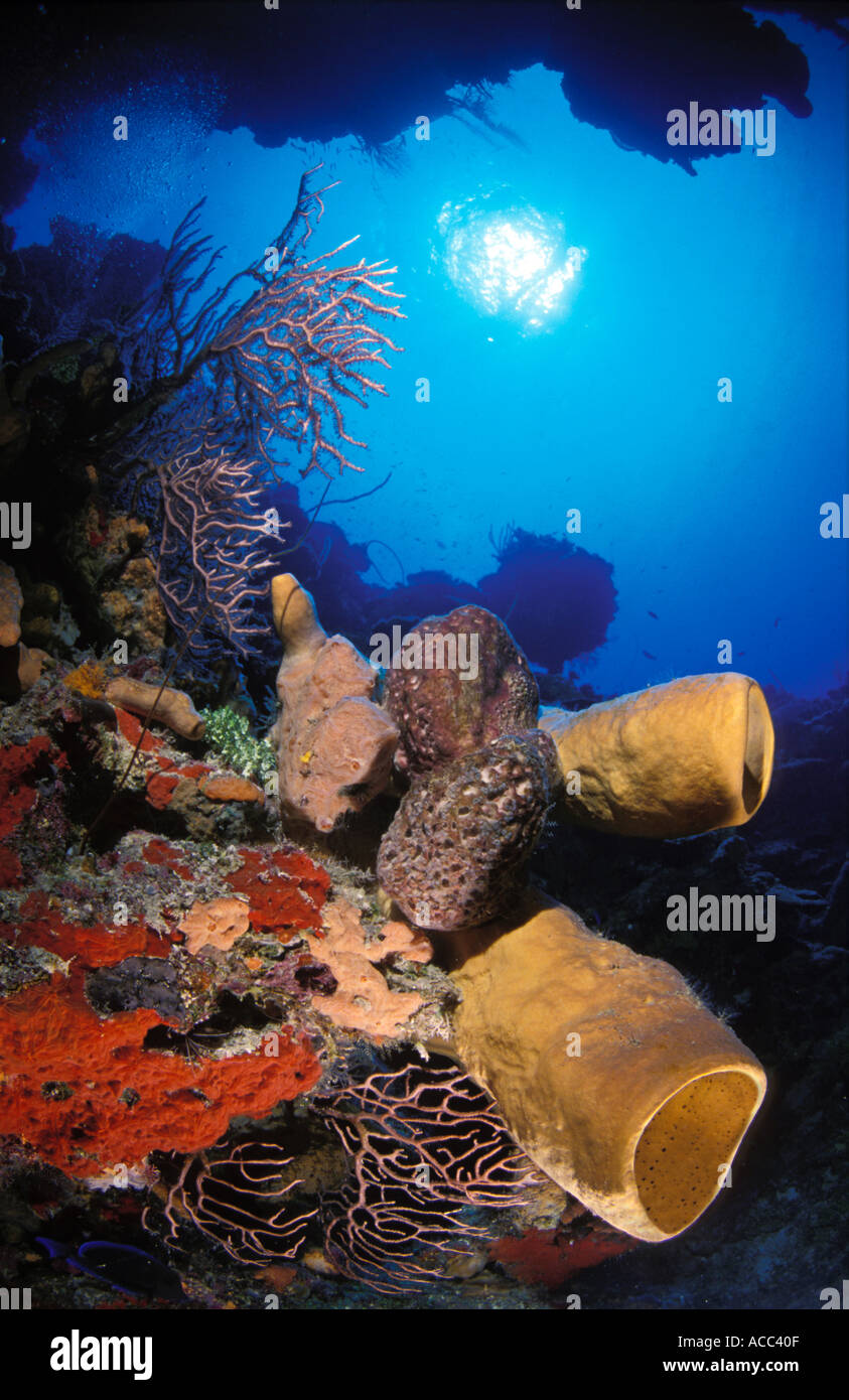 Grand Cayman Wall Reef Stock Photo - Alamy