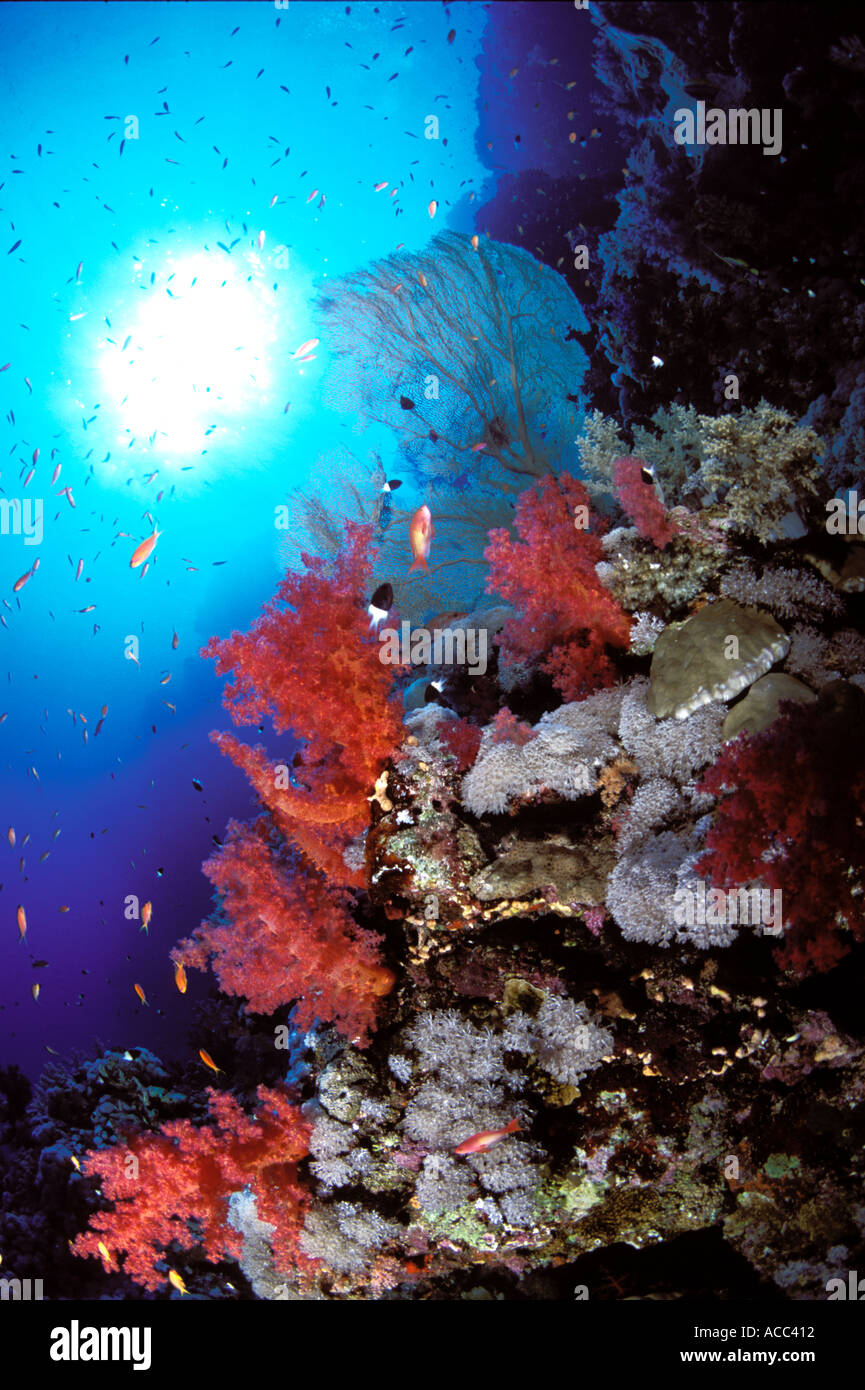 Reef wall diving hi-res stock photography and images - Alamy