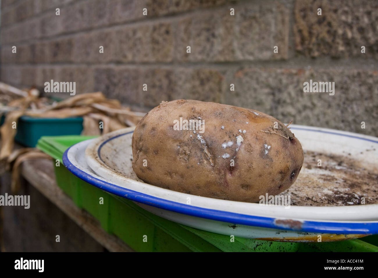 Potato Tuber Blight High Resolution Stock Photography and Images - Alamy