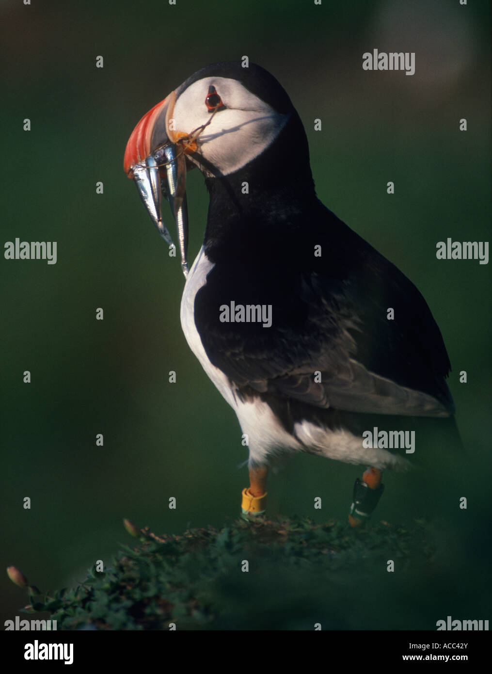 Puffin with a feed of sand eels Stock Photo - Alamy