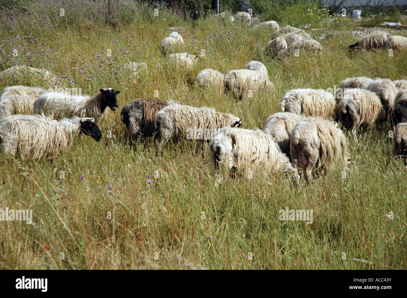 Kissamos kastelli crete hi-res stock photography and images - Alamy