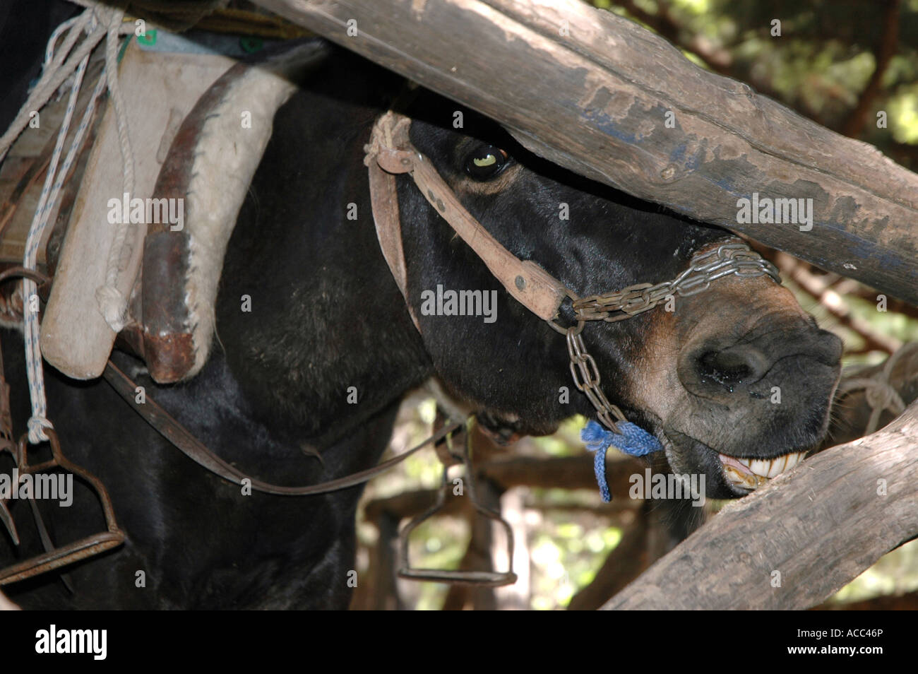 Donkey in Samaria Gorge national park in the greek island of Crete ...