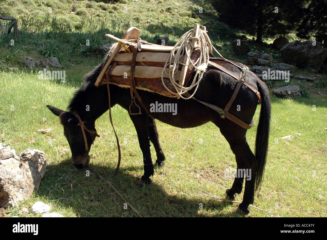 Donkey in Samaria Gorge national park in the greek island of Crete ...