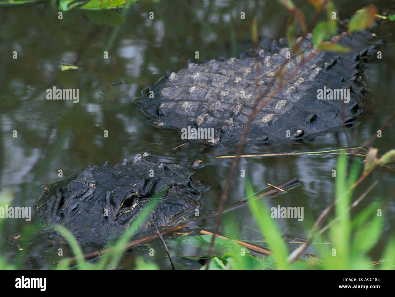 Alligator from Florida Stock Photo - Alamy