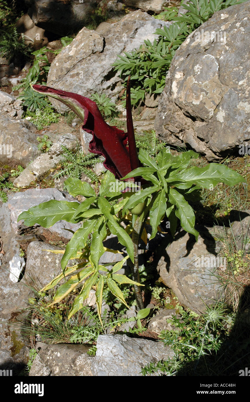 Flower in Samaria Gorge national park in the greek island of Crete ...