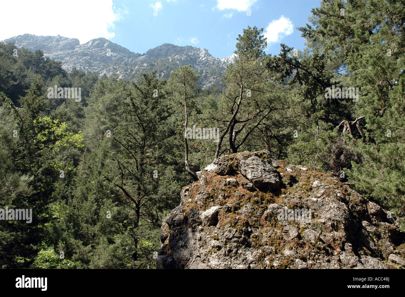 Trees growing on a rock Samaria Gorge national park in the greek island ...