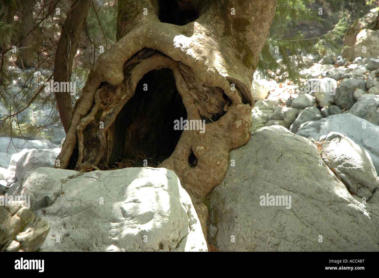 Big hollow in huge tree, Samaria Gorge national park in the greek ...