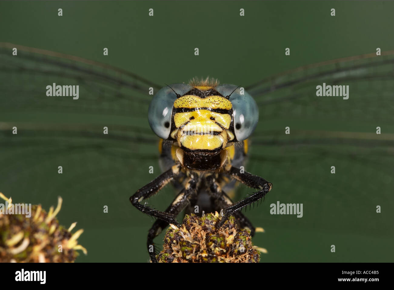Golden ring dragonflies hi-res stock photography and images - Alamy