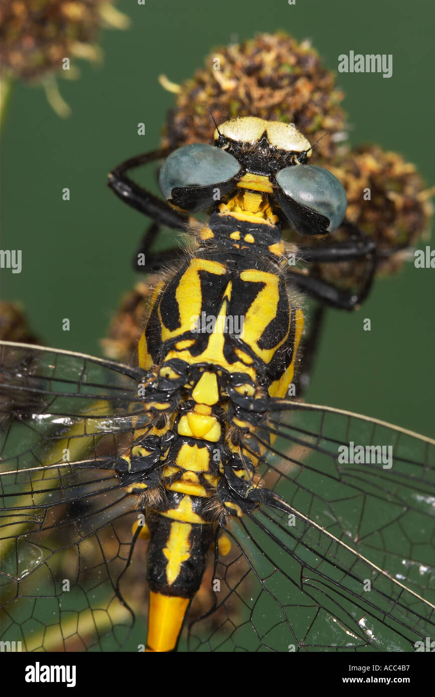 Golden ring dragonflies hi-res stock photography and images - Alamy