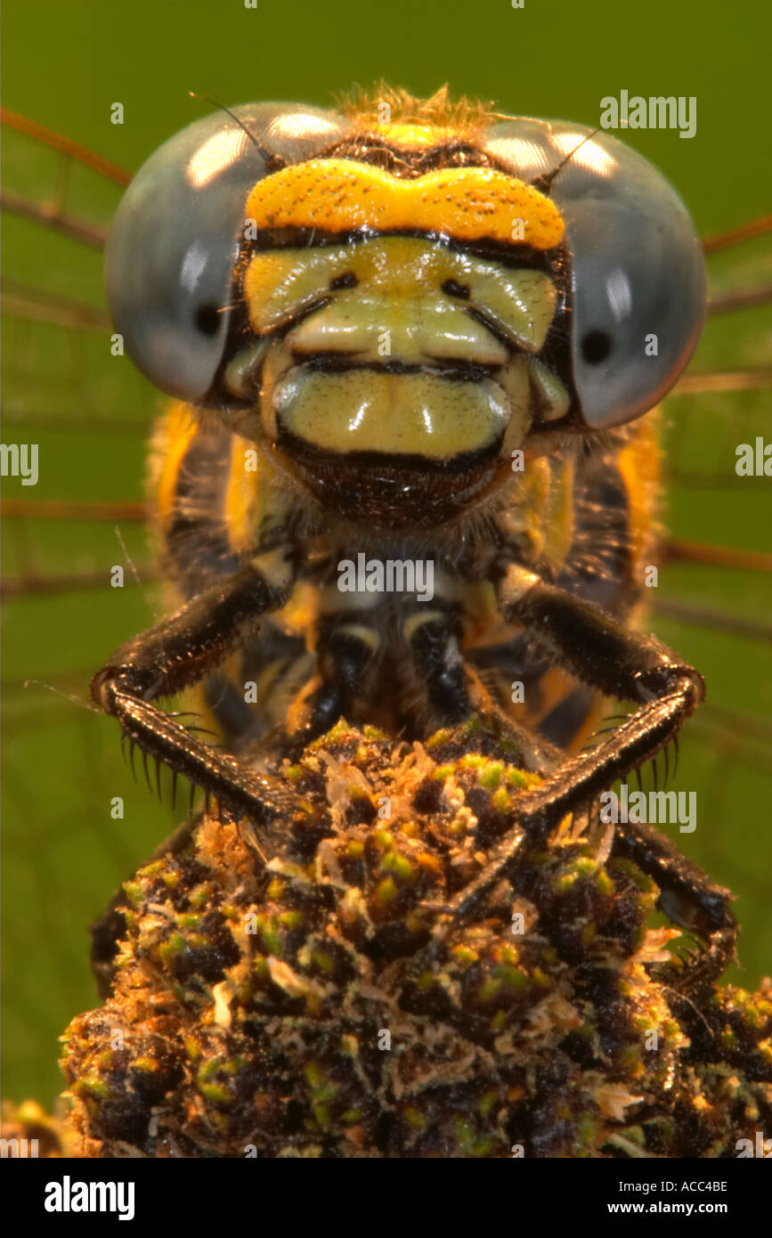Golden ring dragonfly Cordulegaster boltonii Stock Photo - Alamy