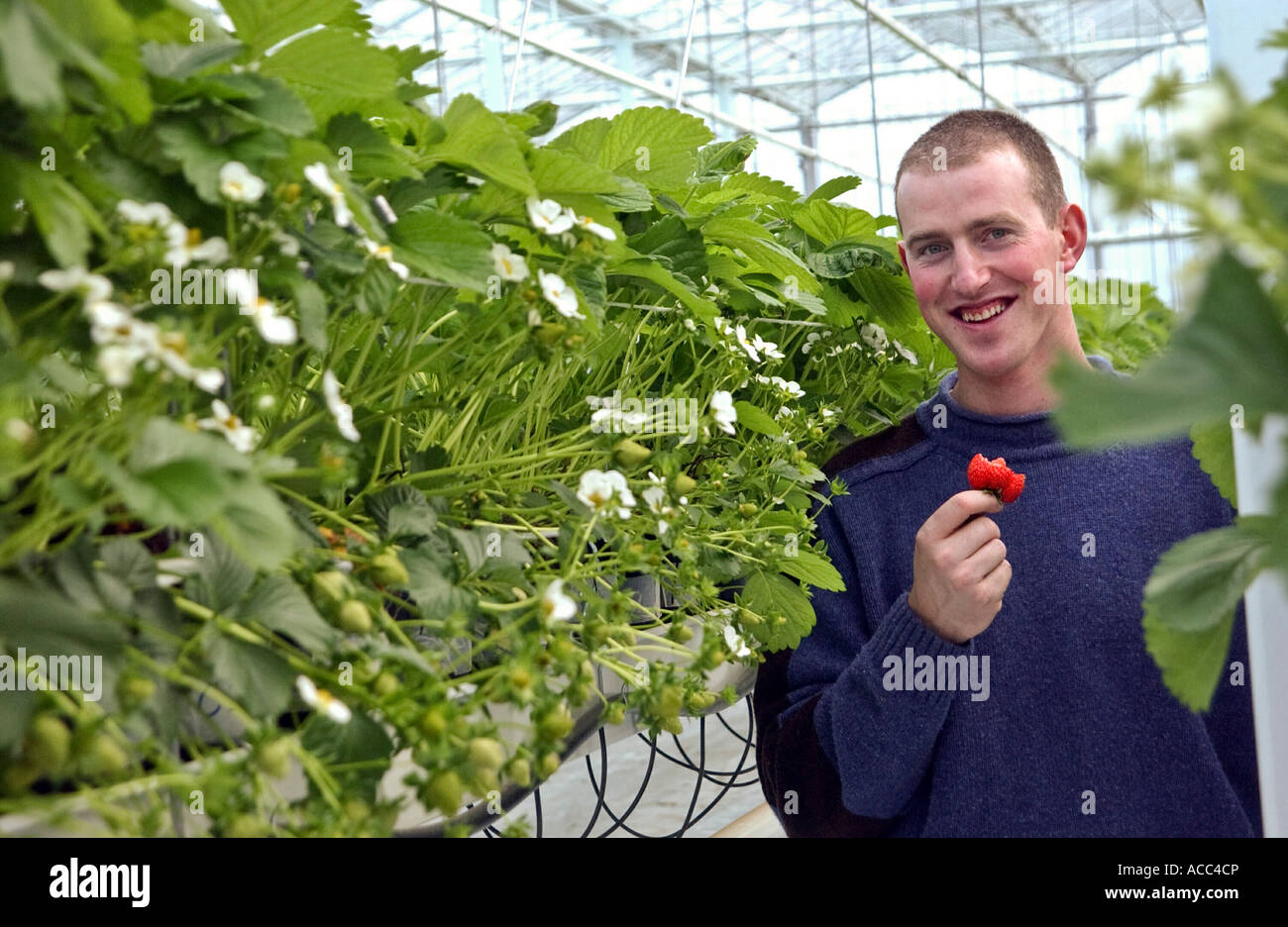 Man eating strawberry in a commercial greenhouse Stock Photo - Alamy