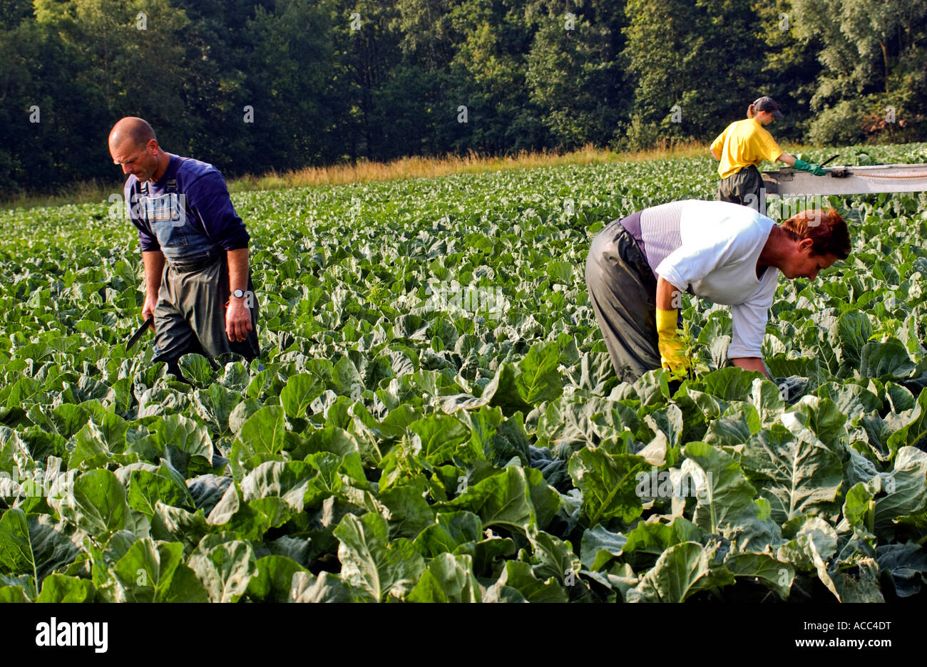 Harvesting cauliflowers on a Belgian farm Stock Photo - Alamy