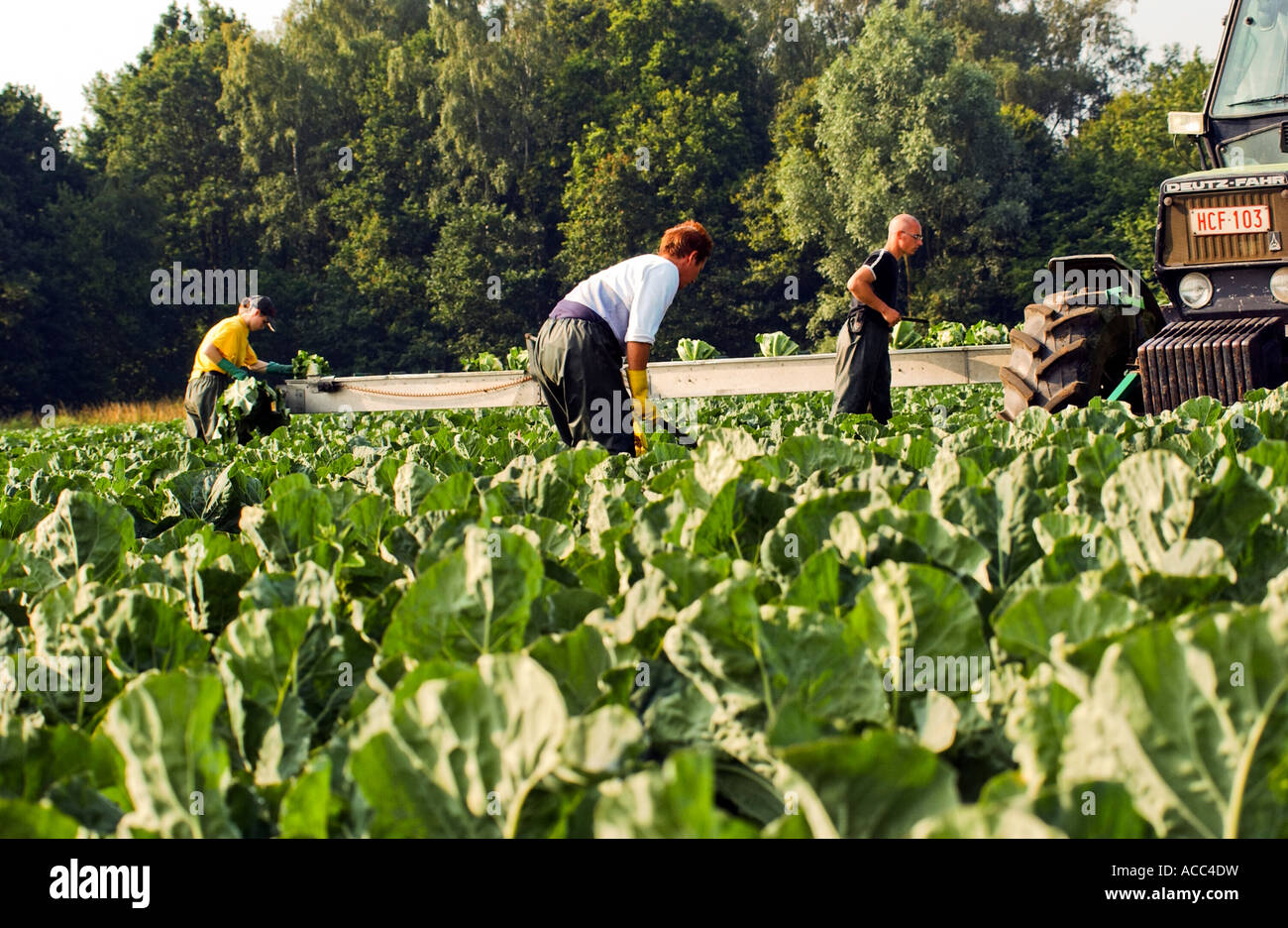 Harvesting cauliflowers on a Belgian farm Stock Photo - Alamy