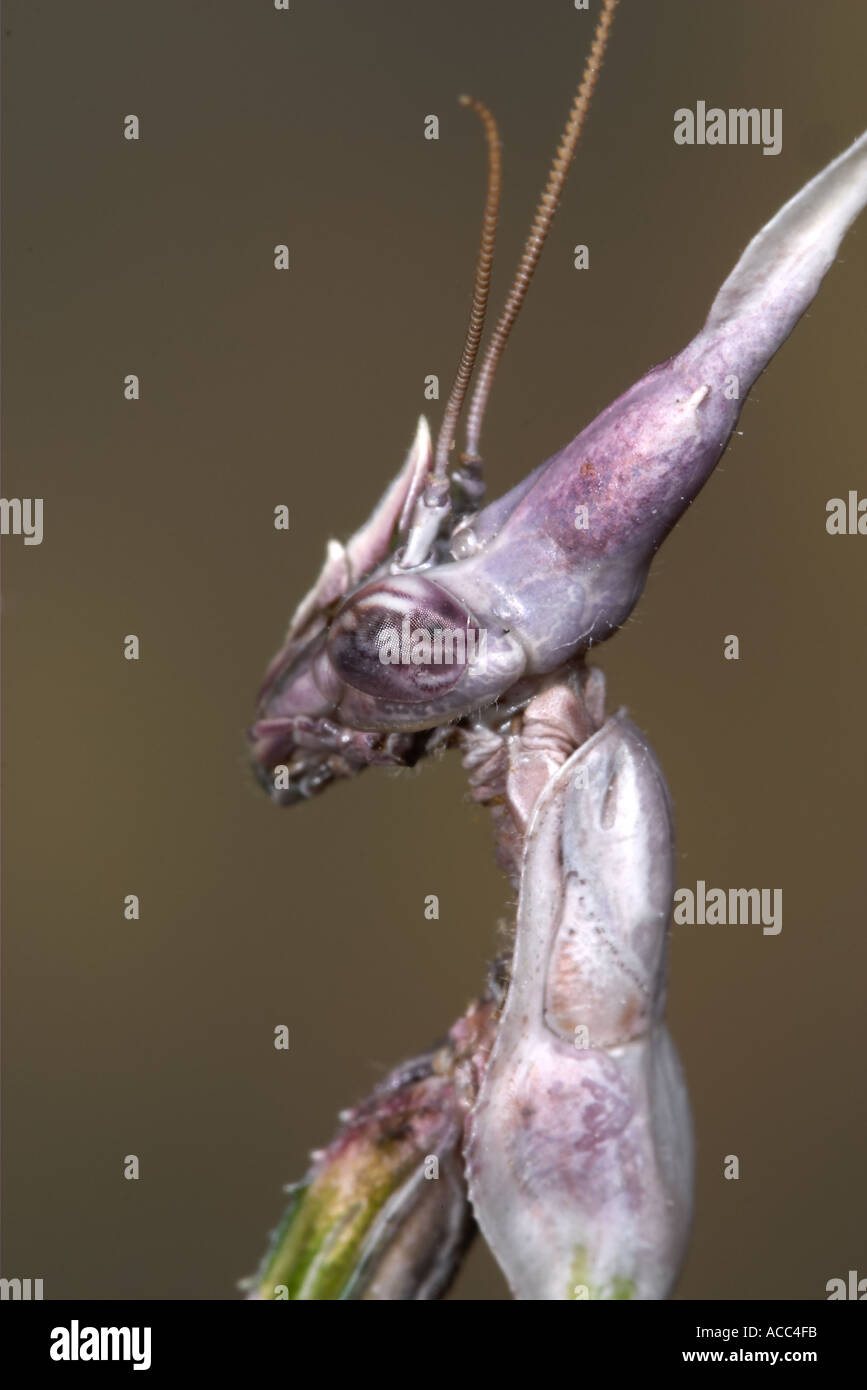 Mantis Empusa pennata Stock Photo - Alamy