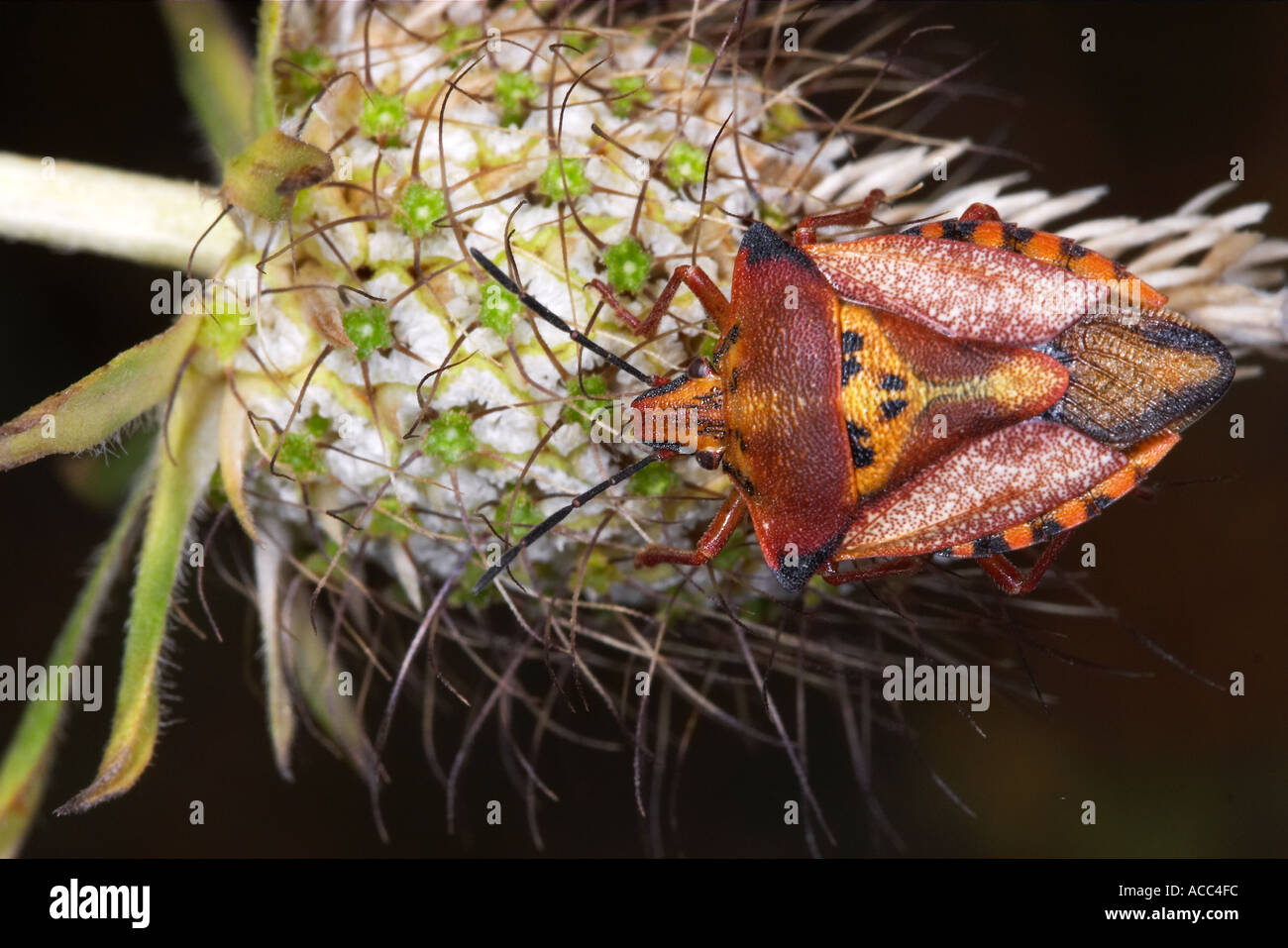 Pentatomid bug hi-res stock photography and images - Alamy