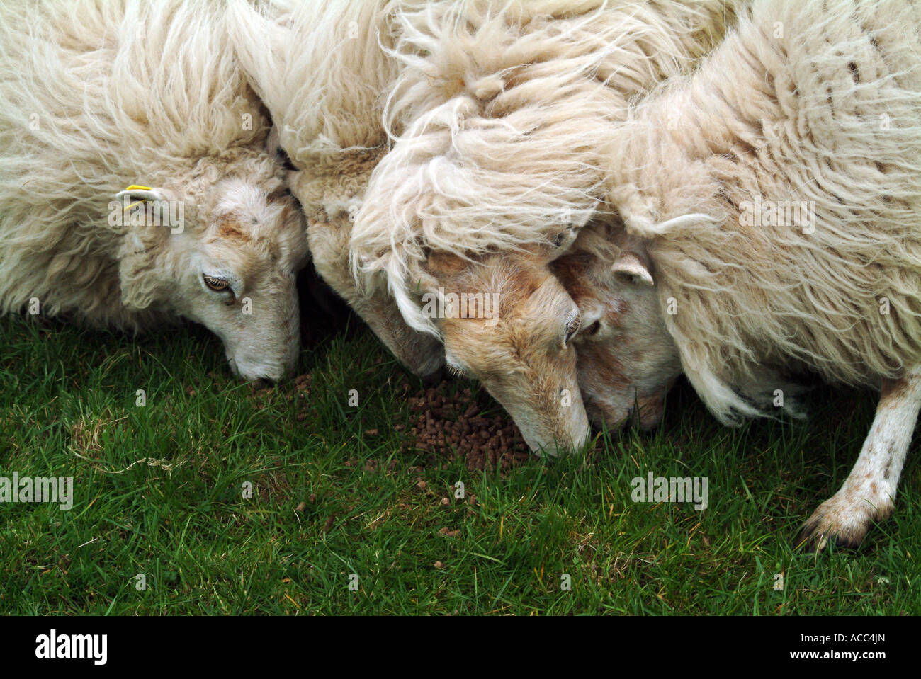Sheep feeding on sheepnuts on grass Stock Photo - Alamy