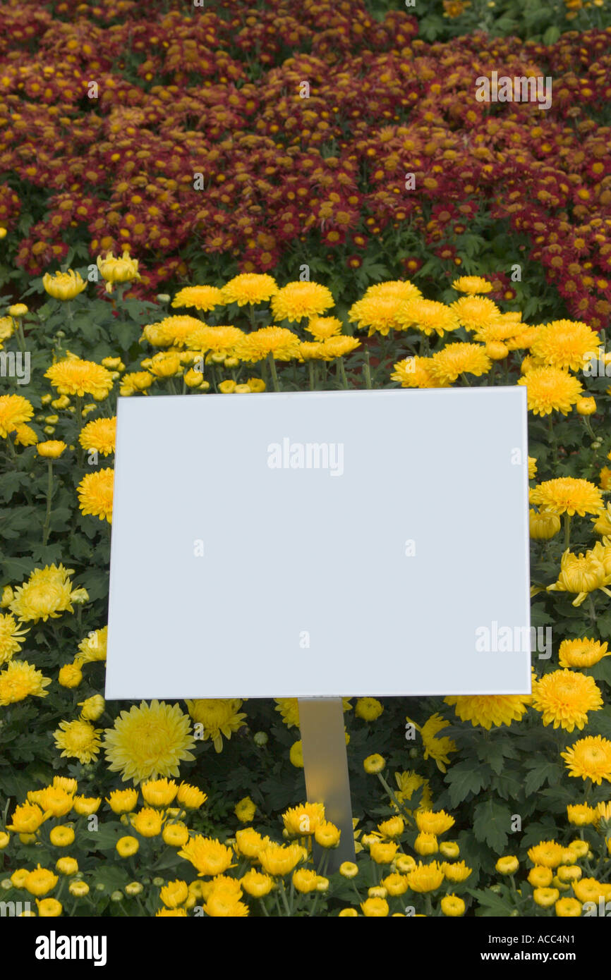 empty sign board in chrysanthemum flower garden Stock Photo - Alamy