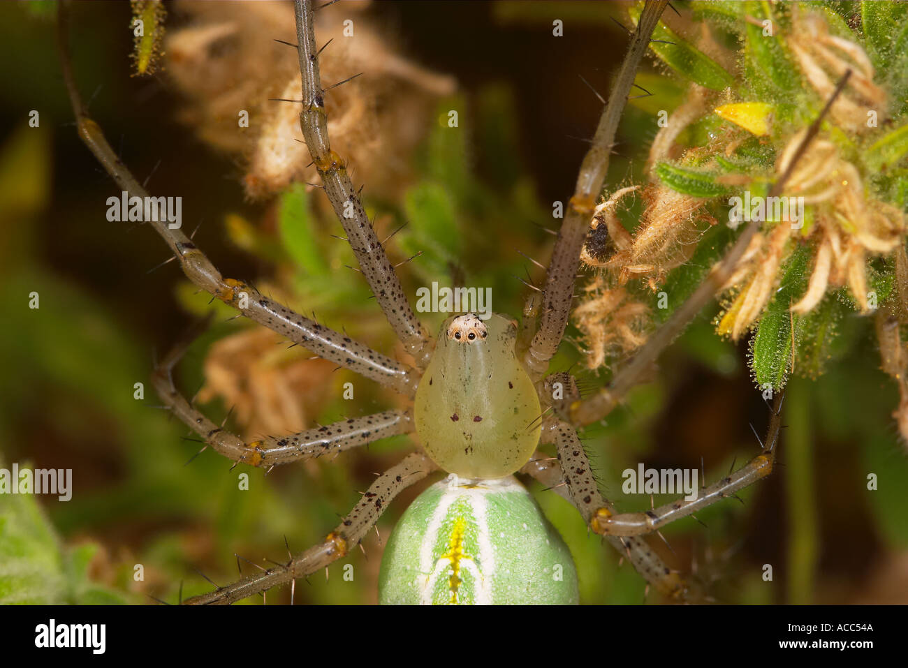 Spider Micrommata viridescens Stock Photo - Alamy
