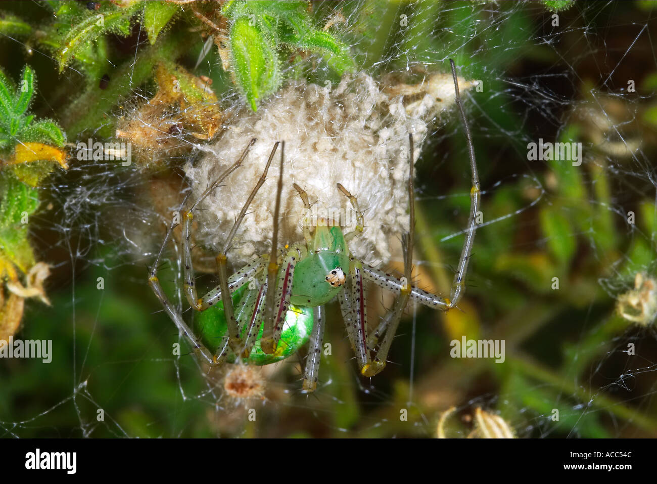 Spider Micrommata viridescens Stock Photo - Alamy