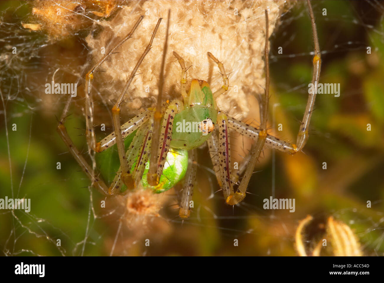 Spider Micrommata viridescens Stock Photo - Alamy