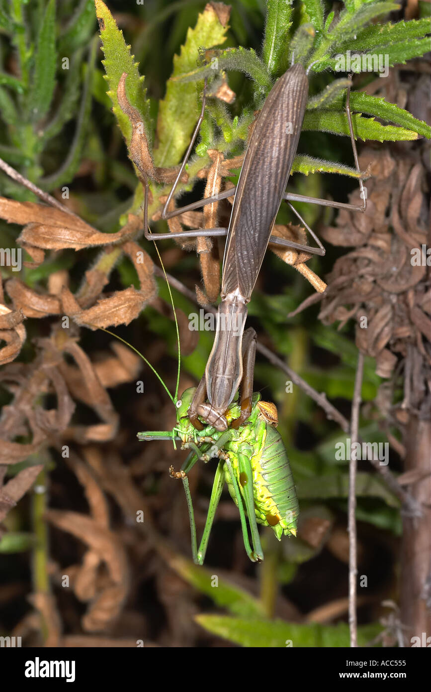 Praying Mantis Mantis religiosa Stock Photo - Alamy